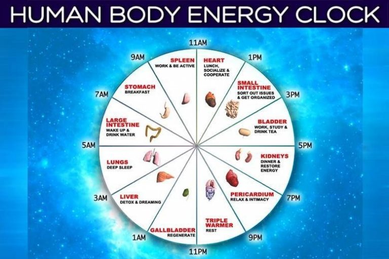 The Human Body Energy Clock